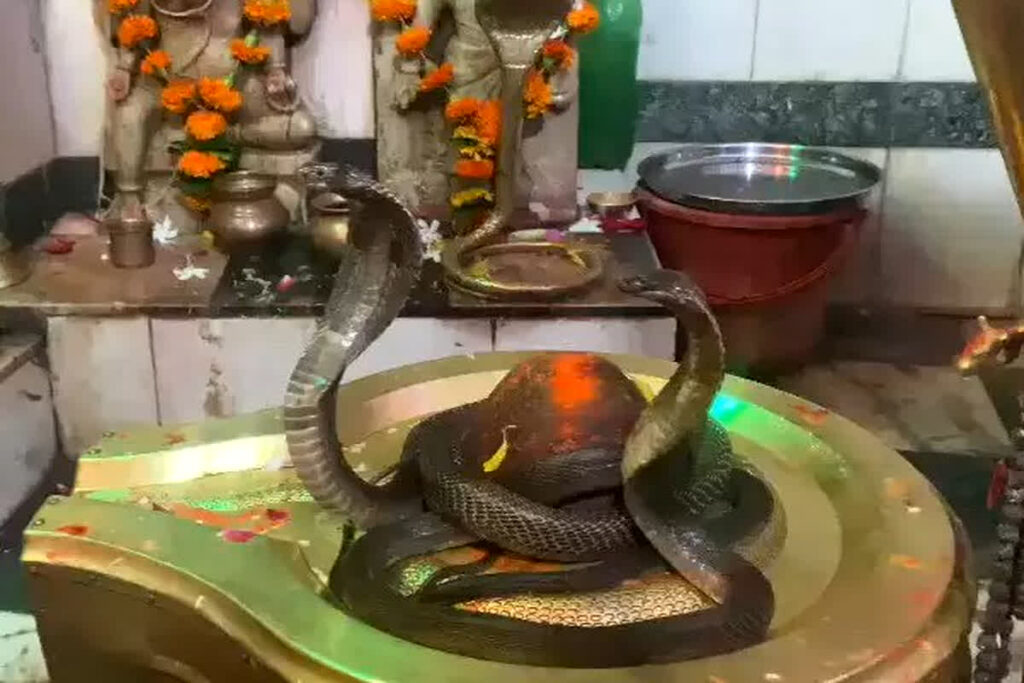 Nag Panchami 2024 Date: इस दिन मनाई जाएगी नाग पंचमी, नोट करें सही डेट, शुभ मुहूर्त और पूजाविधि ...